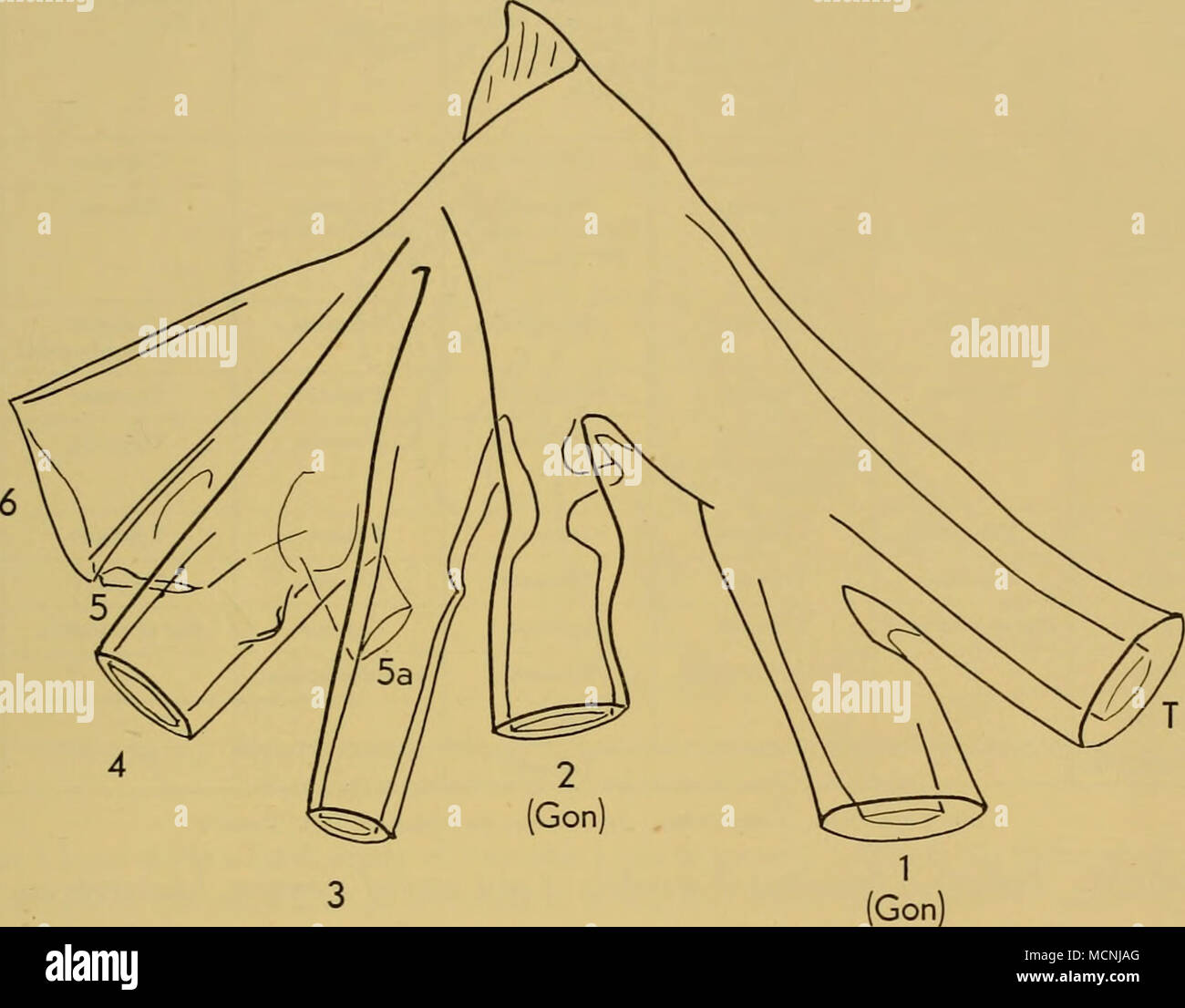 . Text-fig. 18. Physalia physalis. Proximal part of basal branch A (see ...