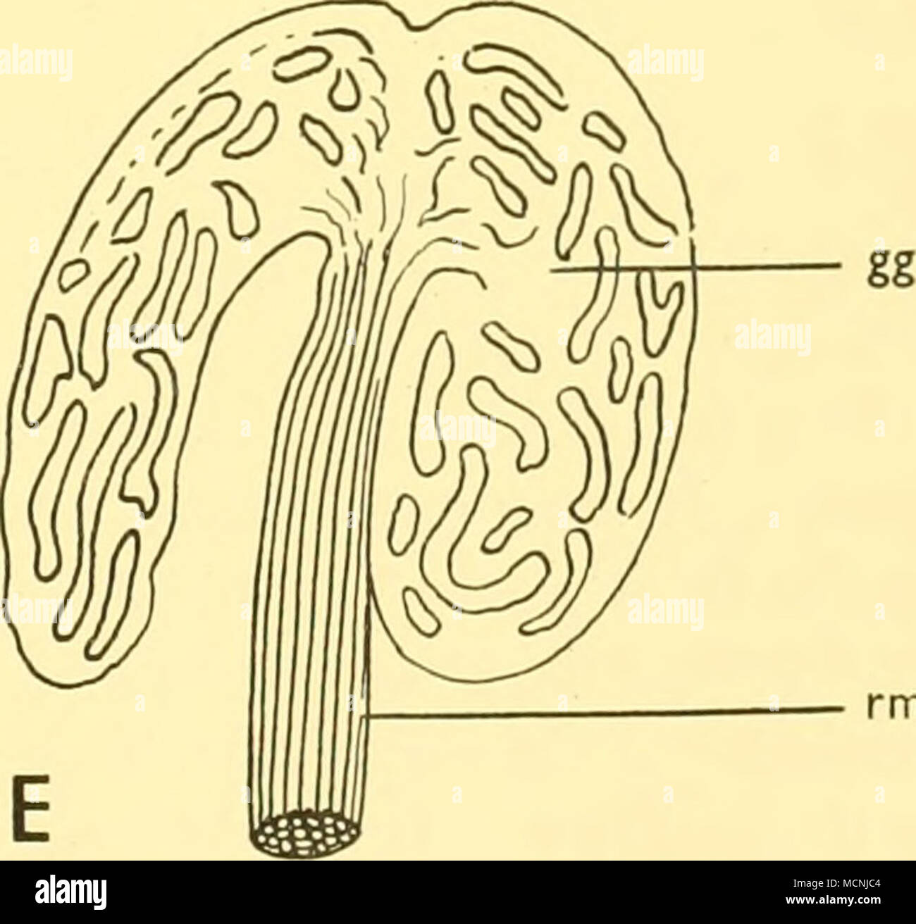 . rm Text-fig. 7. Fat-invested swimbladders of Cyclothone microdon (a ...