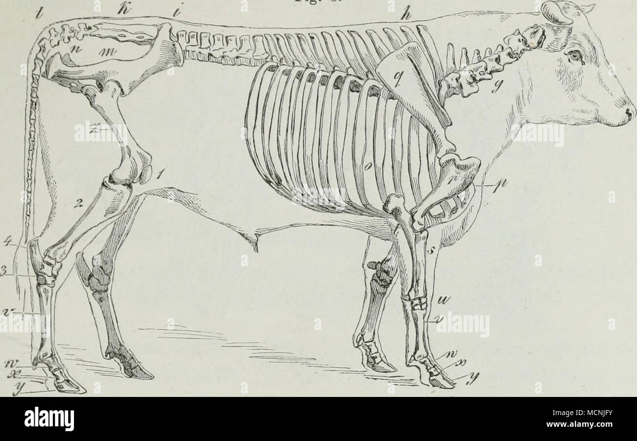 . Skelet des Rindes. Fig.. 4. Fig. 5 Stock Photo - Alamy