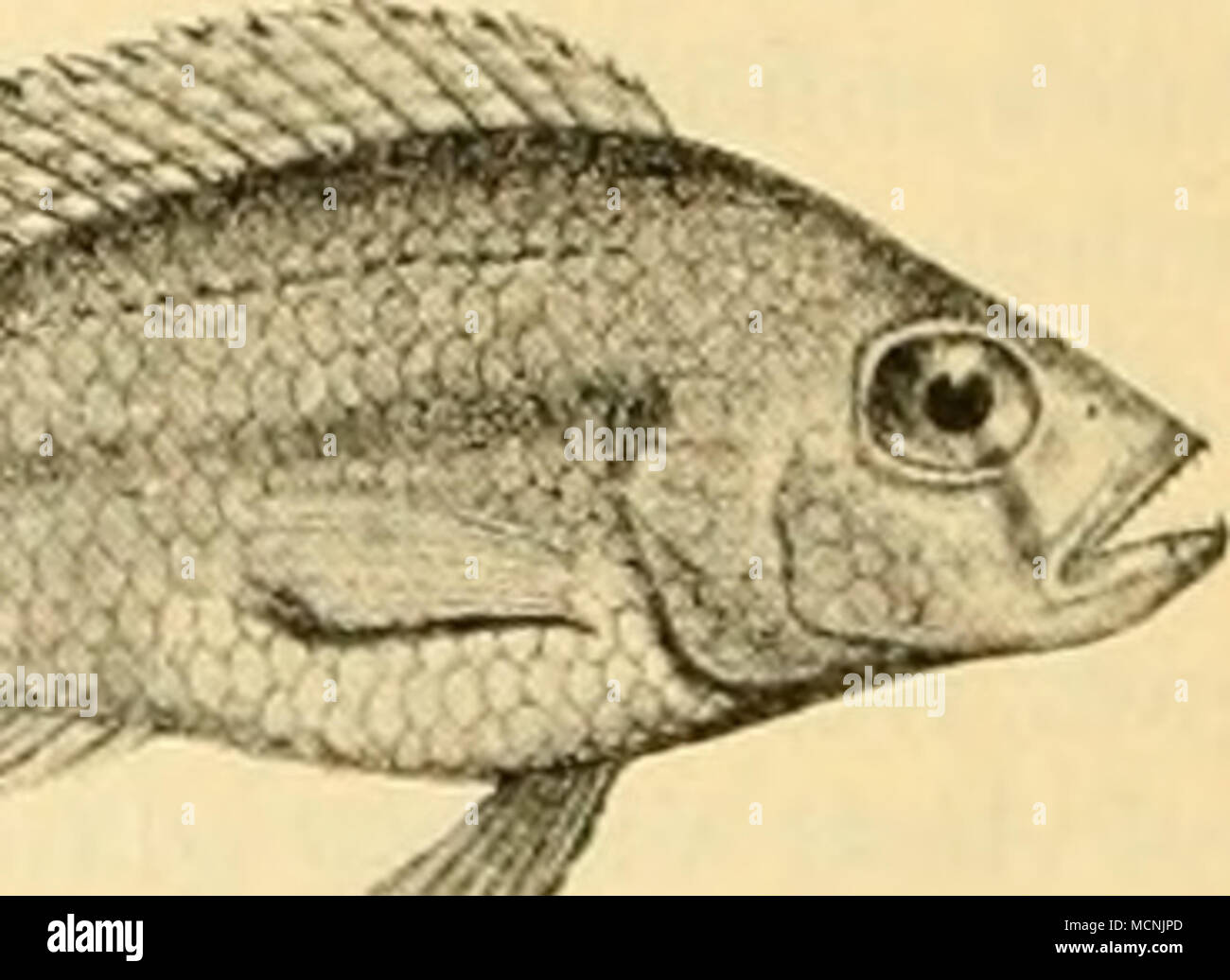 Profil des kopfes hi-res stock photography and images - Alamy