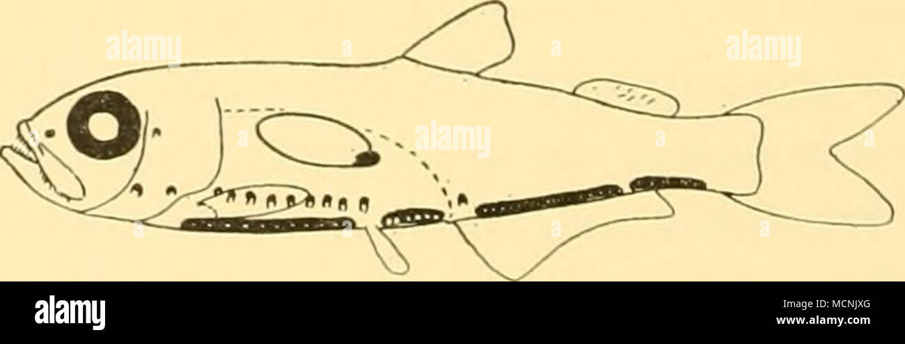 . B Text-fig. 3. Swimbladder of Maurolicus muelleri: (a) viewed ...