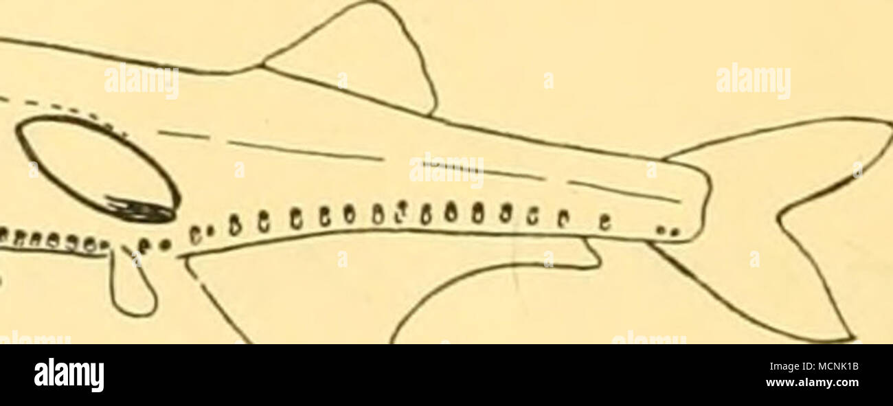 . Text-fig. 2. Swimbladders of PoUichthys mauli, viewed (a) ventrally ...