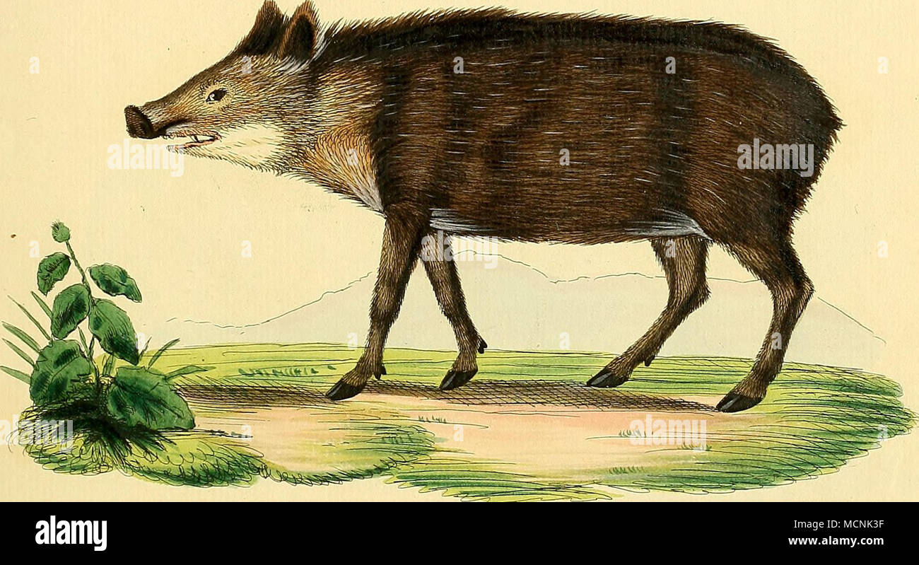 . Sus labiatus o. .=^CCot^