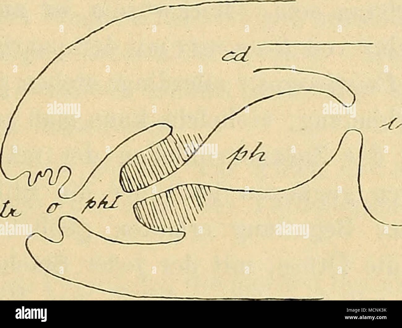 Neomenia hi-res stock photography and images - Alamy