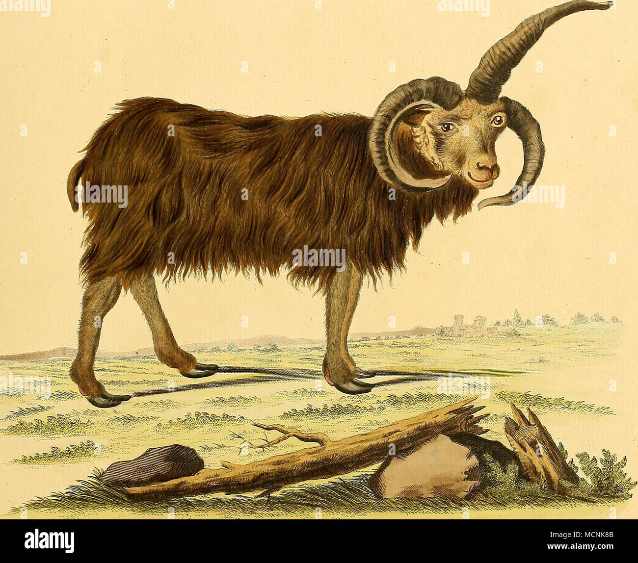 Oatis hi-res stock photography and images - Alamy