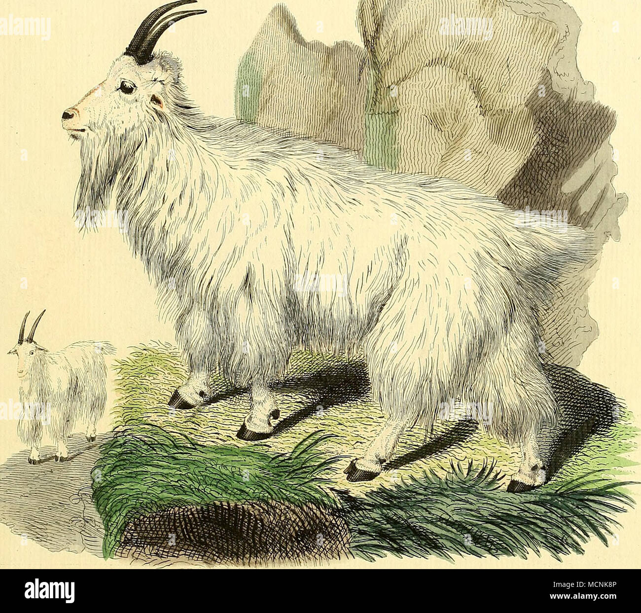 . Capra Americana Ricliards. /.anJsi-ci- adiuit.del Stock Photo - Alamy