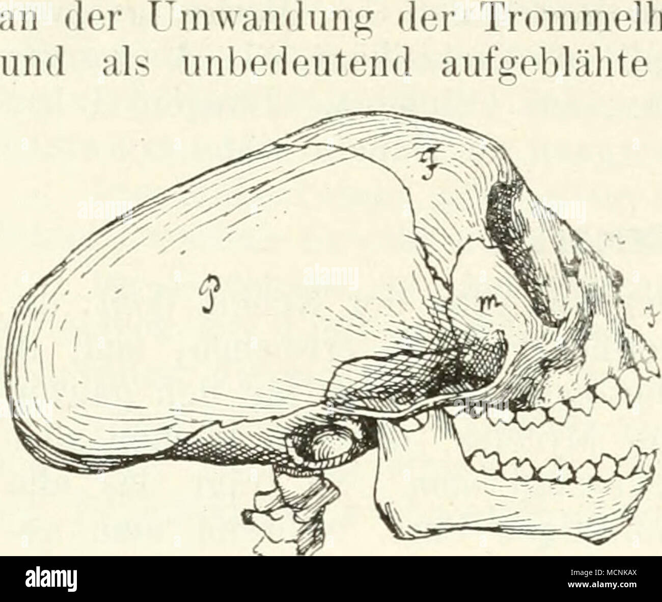 Ossea hi-res stock photography and images - Alamy