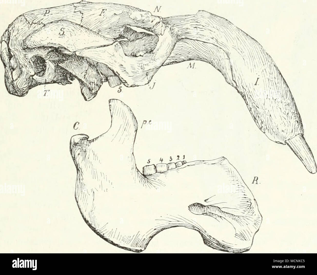. Fig. 521. Halicore dugung (^. / Inteiinaxillare; J/Maxillarc; .V ...