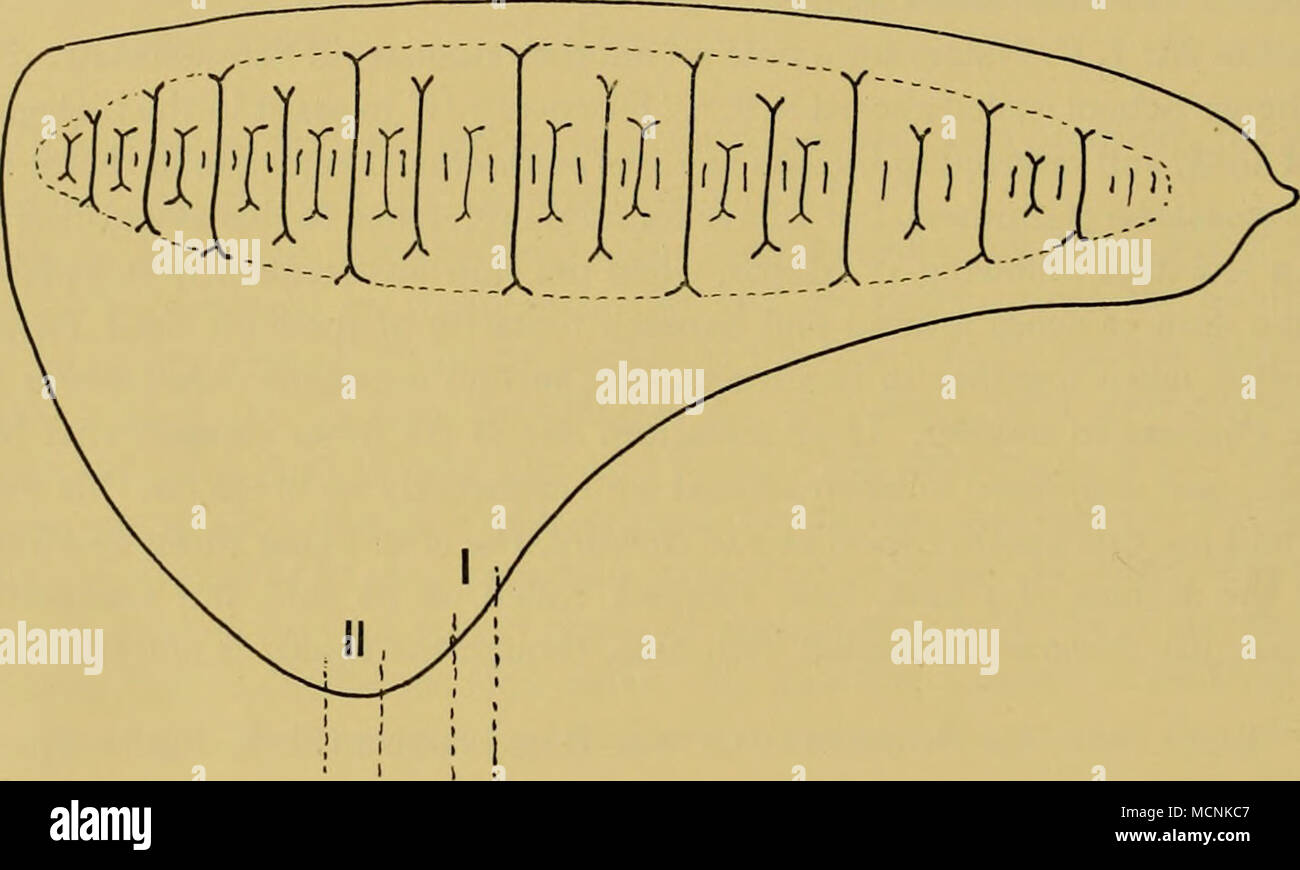 Perforated septum hi-res stock photography and images - Alamy