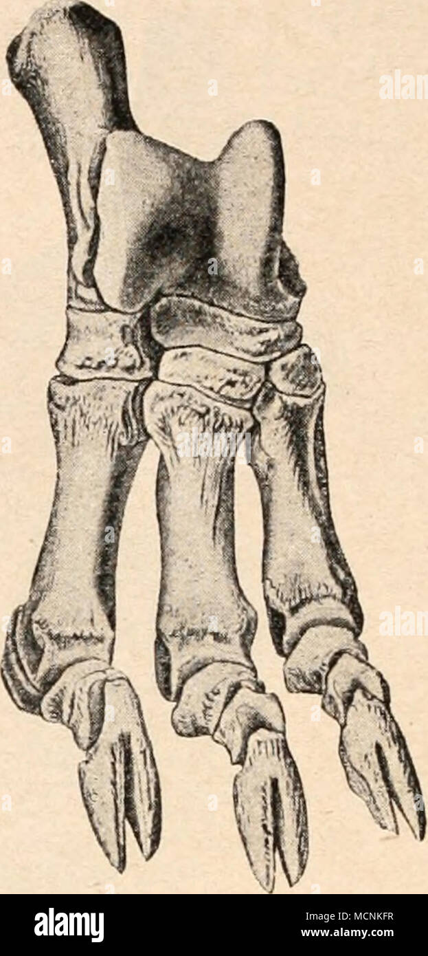 Moropus hi-res stock photography and images - Alamy