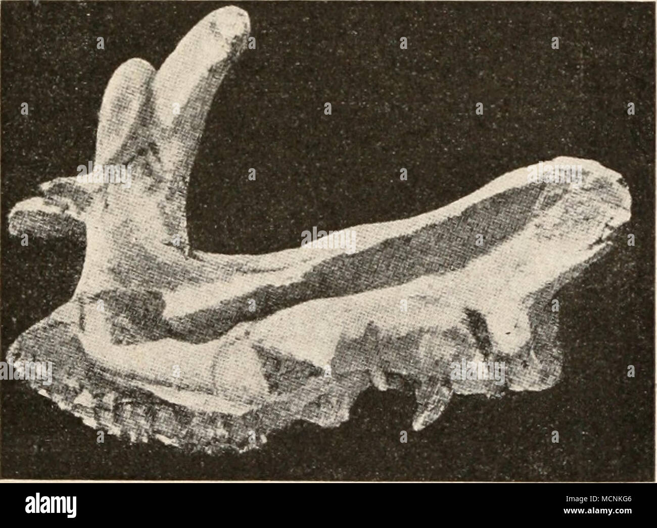 Oligozan hi-res stock photography and images - Alamy