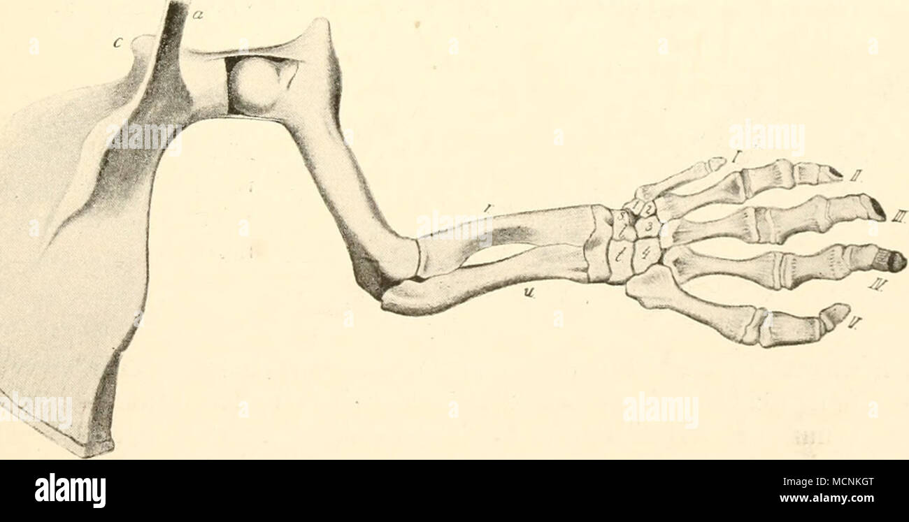 . Fig. 525. Manatus latirostris, rechter Arm mit Schulterblatt, nach W ...