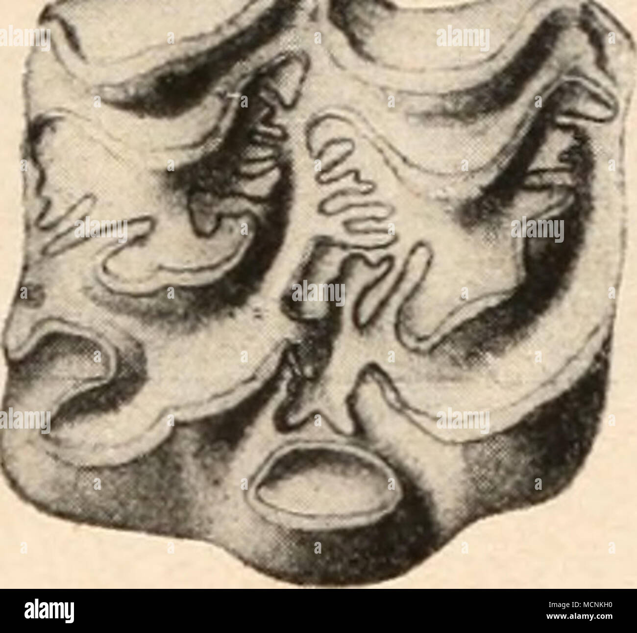 Hipparion High Resolution Stock Photography and Images - Alamy