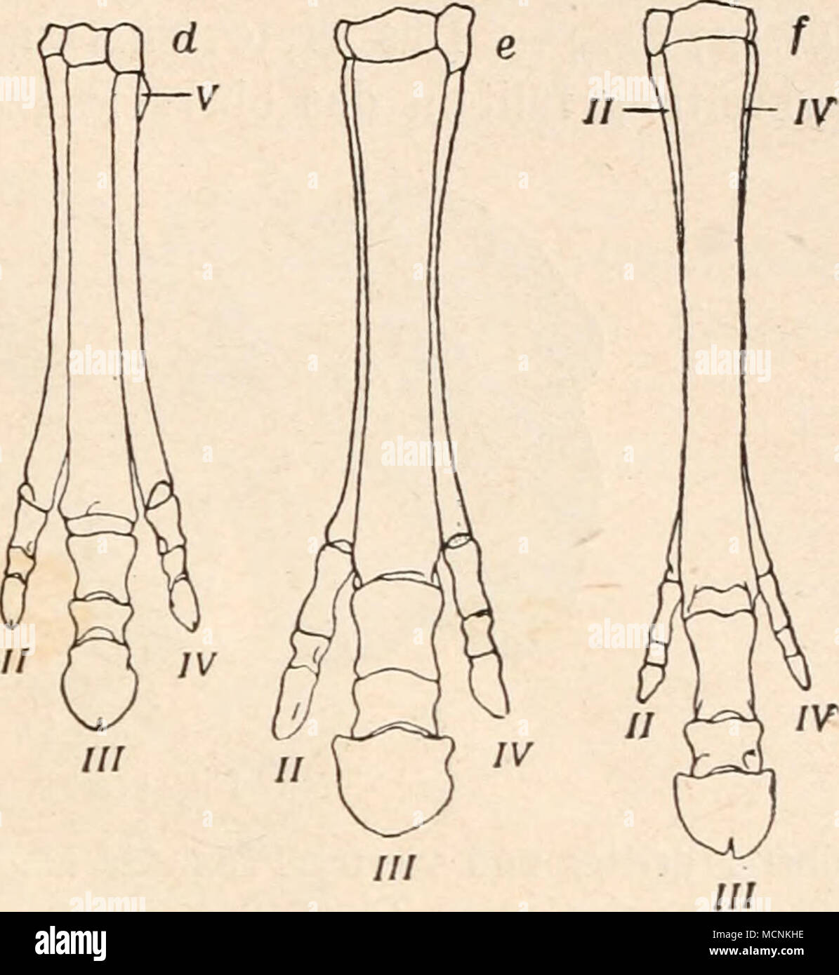 Hypohippus hi-res stock photography and images - Alamy