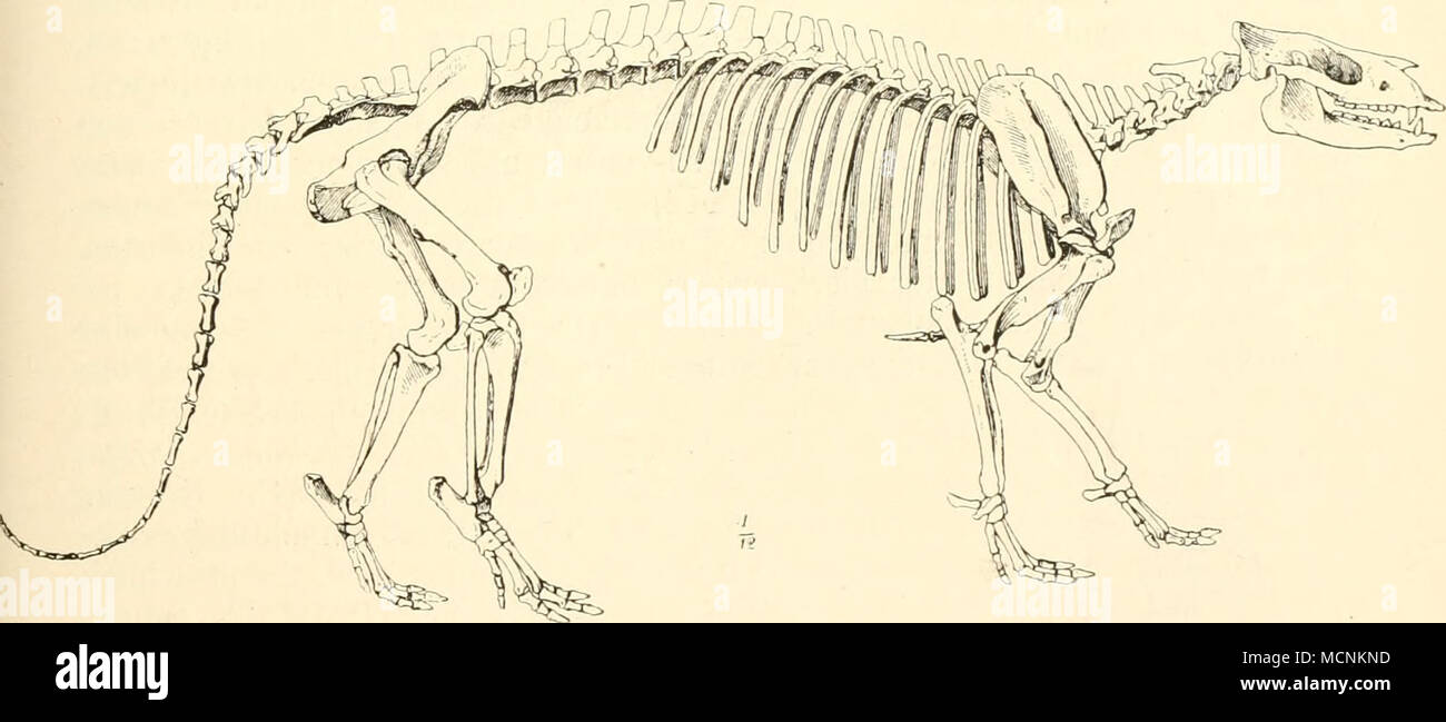 Creodonta hi-res stock photography and images - Alamy