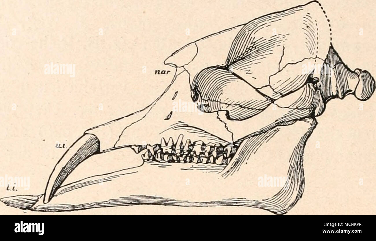Palaeomastodon beadnelli hi-res stock photography and images - Alamy