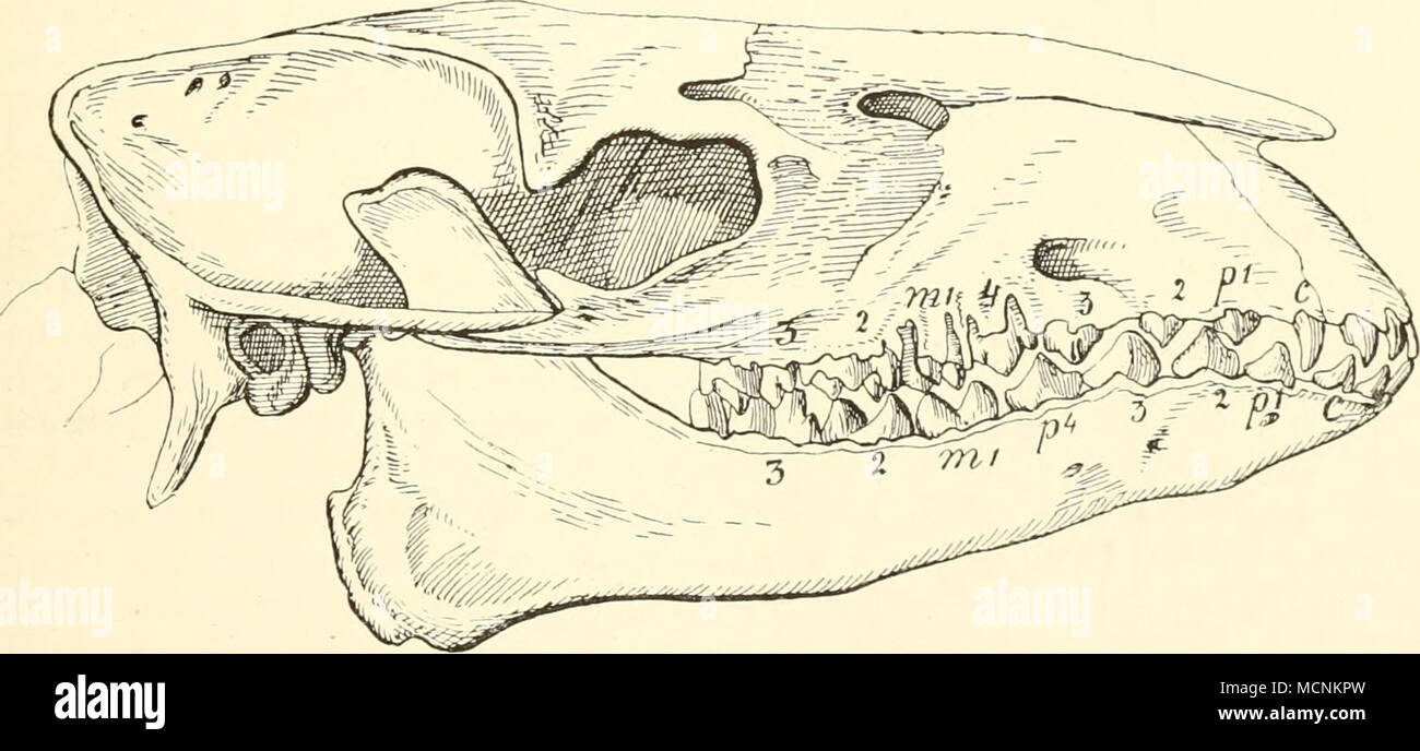Das sind der radius und die ulna hi-res stock photography and images ...