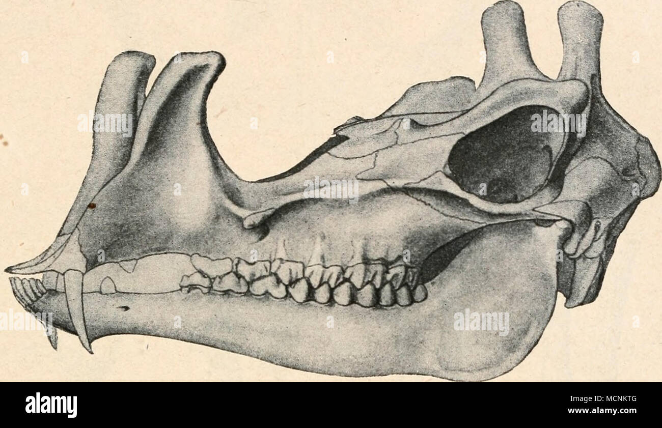 Miozan hi-res stock photography and images - Alamy