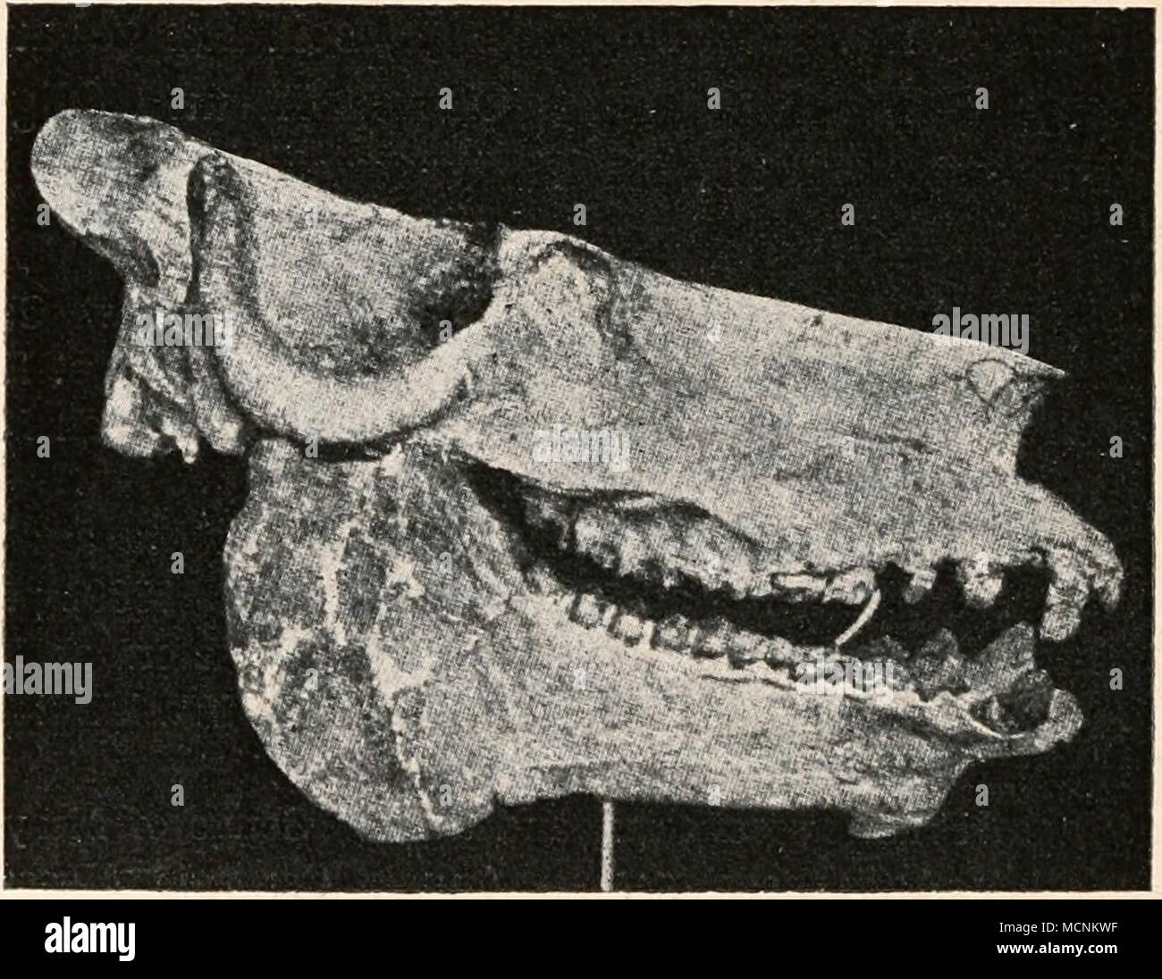 Promerycochoerus hi-res stock photography and images - Alamy