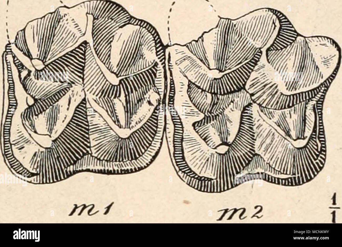 Protoceras hi-res stock photography and images - Alamy