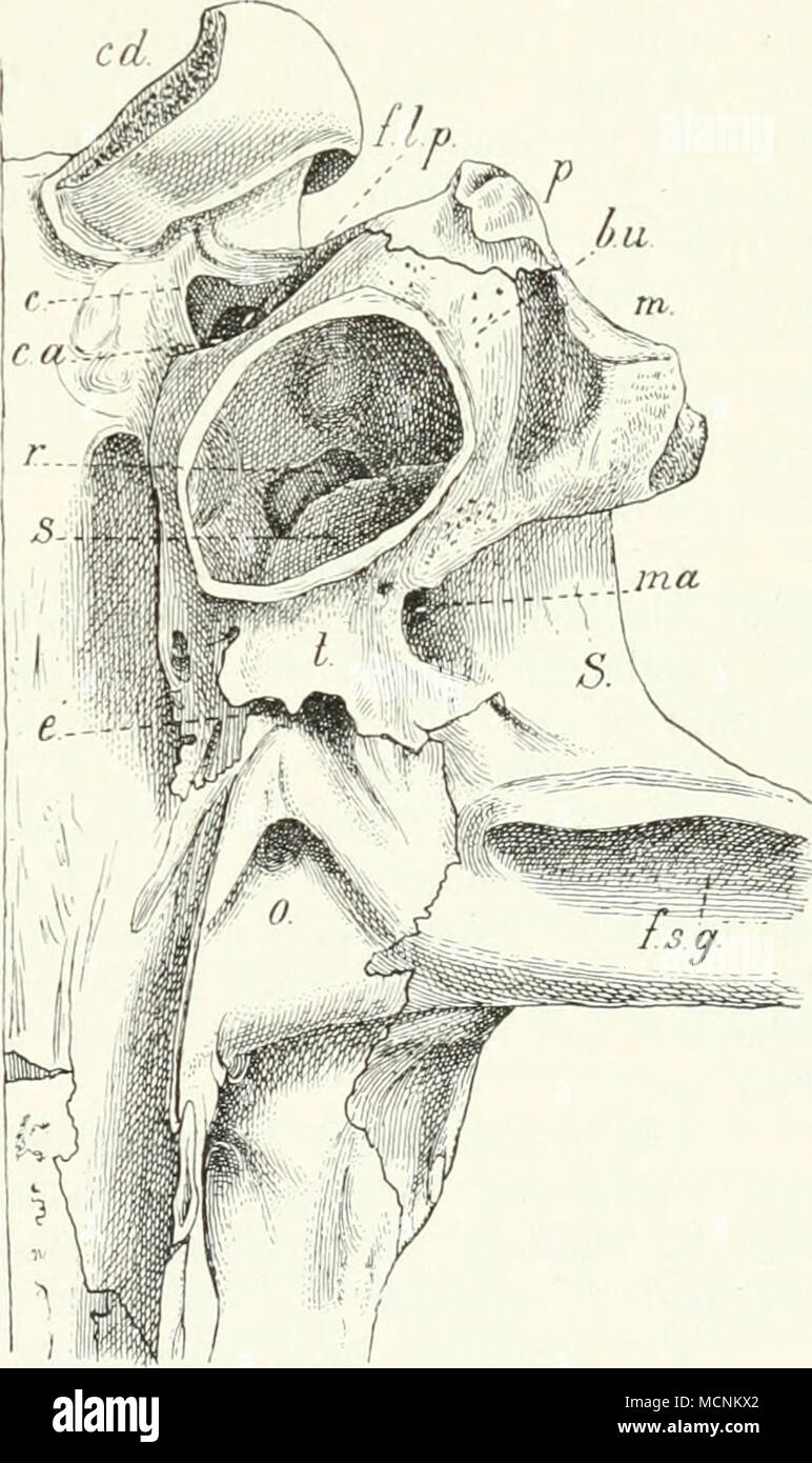 Foramen ovale hi-res stock photography and images - Alamy