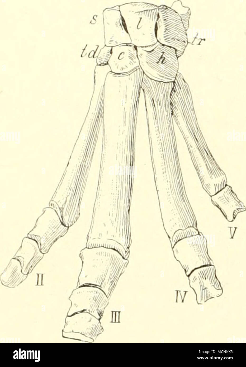 . Fig. 451. Protapirus obli- quidens. Linke Hand. "., n. Gr nach ...