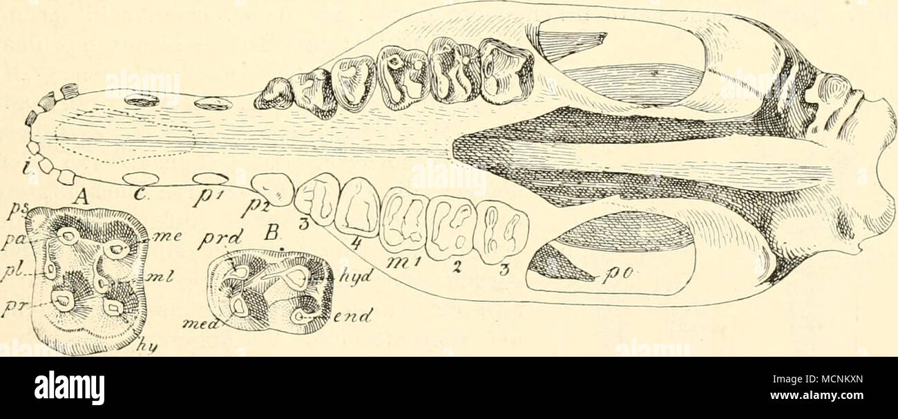 Daumen p hi-res stock photography and images - Alamy