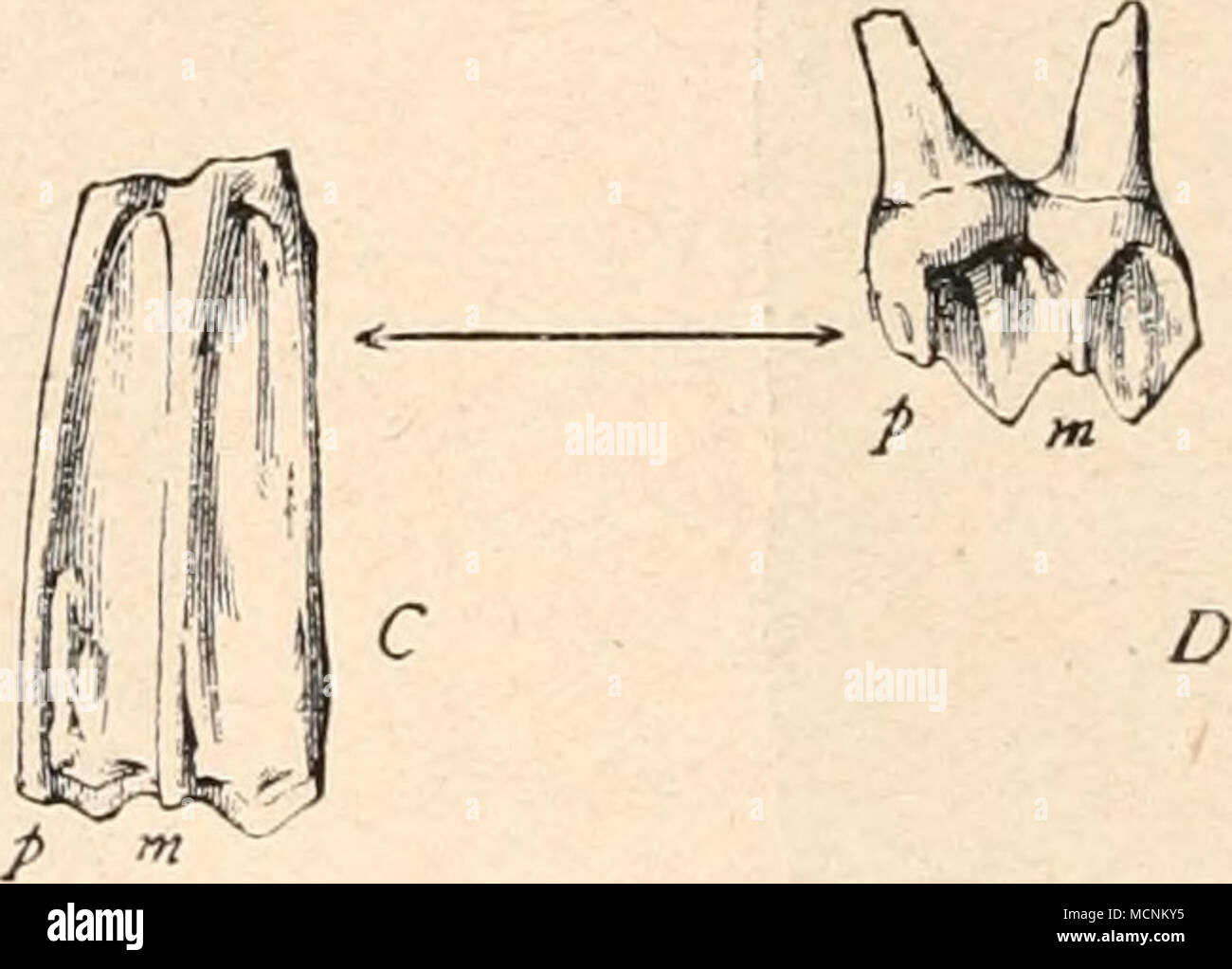 Pflanzennahrung hi-res stock photography and images - Alamy