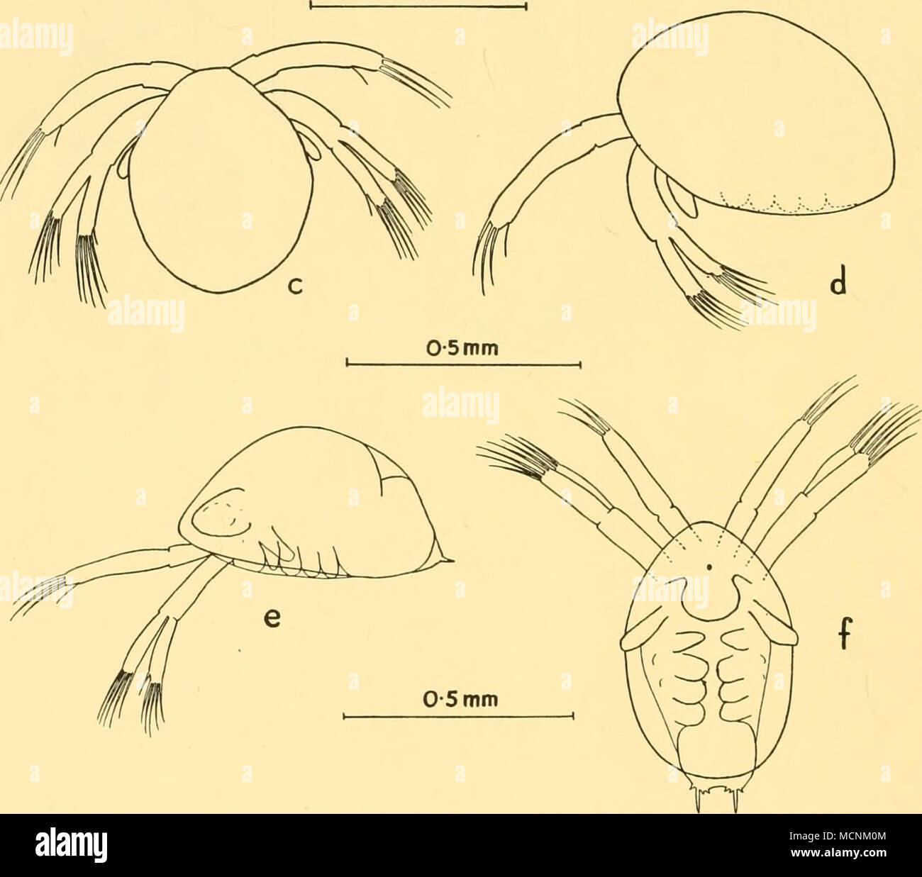 Lateral appendages hi-res stock photography and images - Alamy