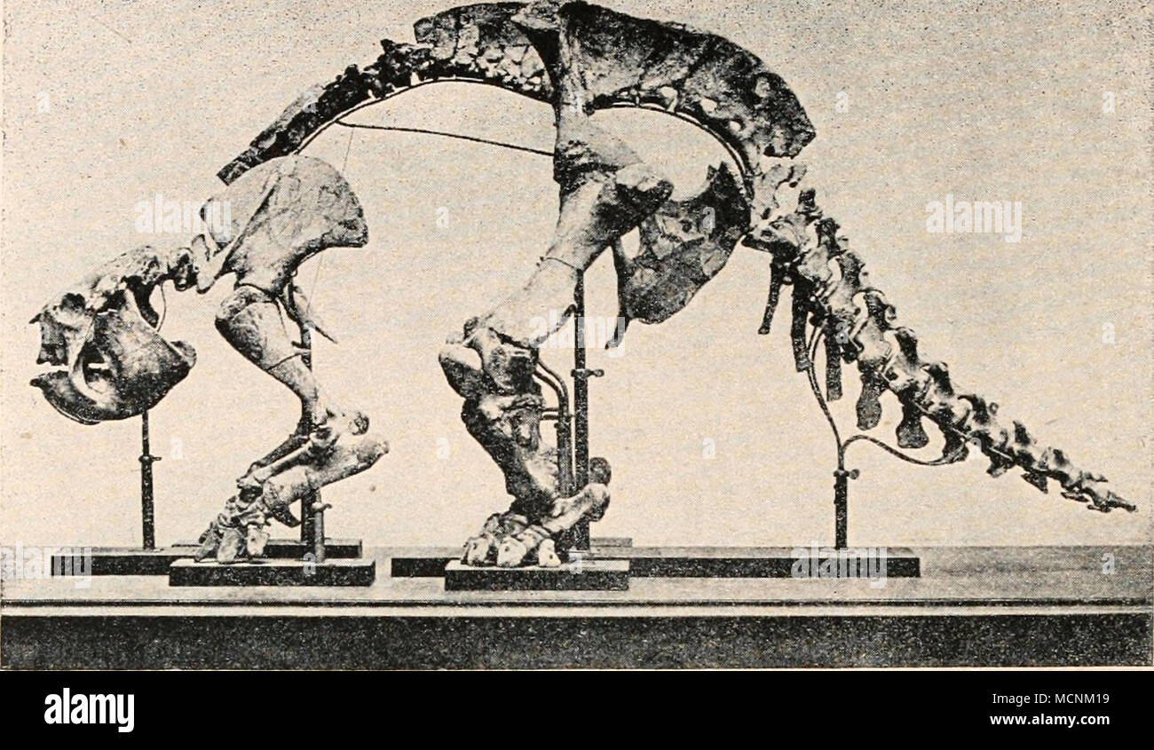 Glyptodon clavipes hi-res stock photography and images - Alamy