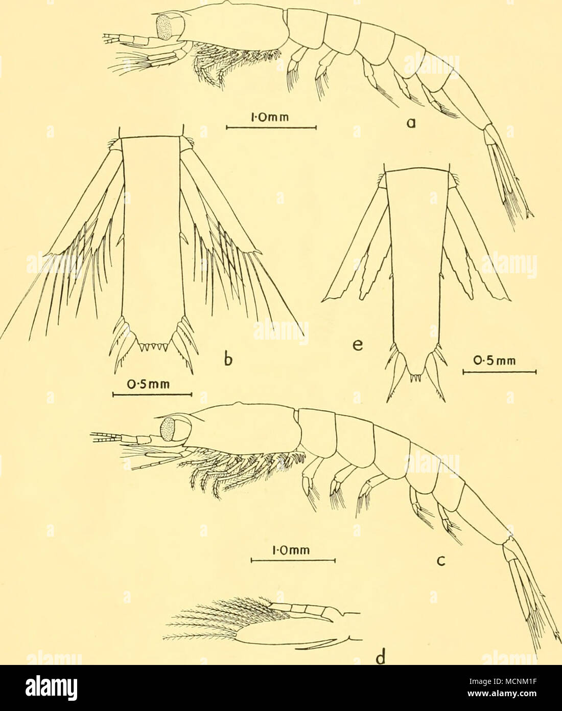 . 10mm Fig. 19. Euphausia tenera. a, fourth furcilia, lateral view; b ...