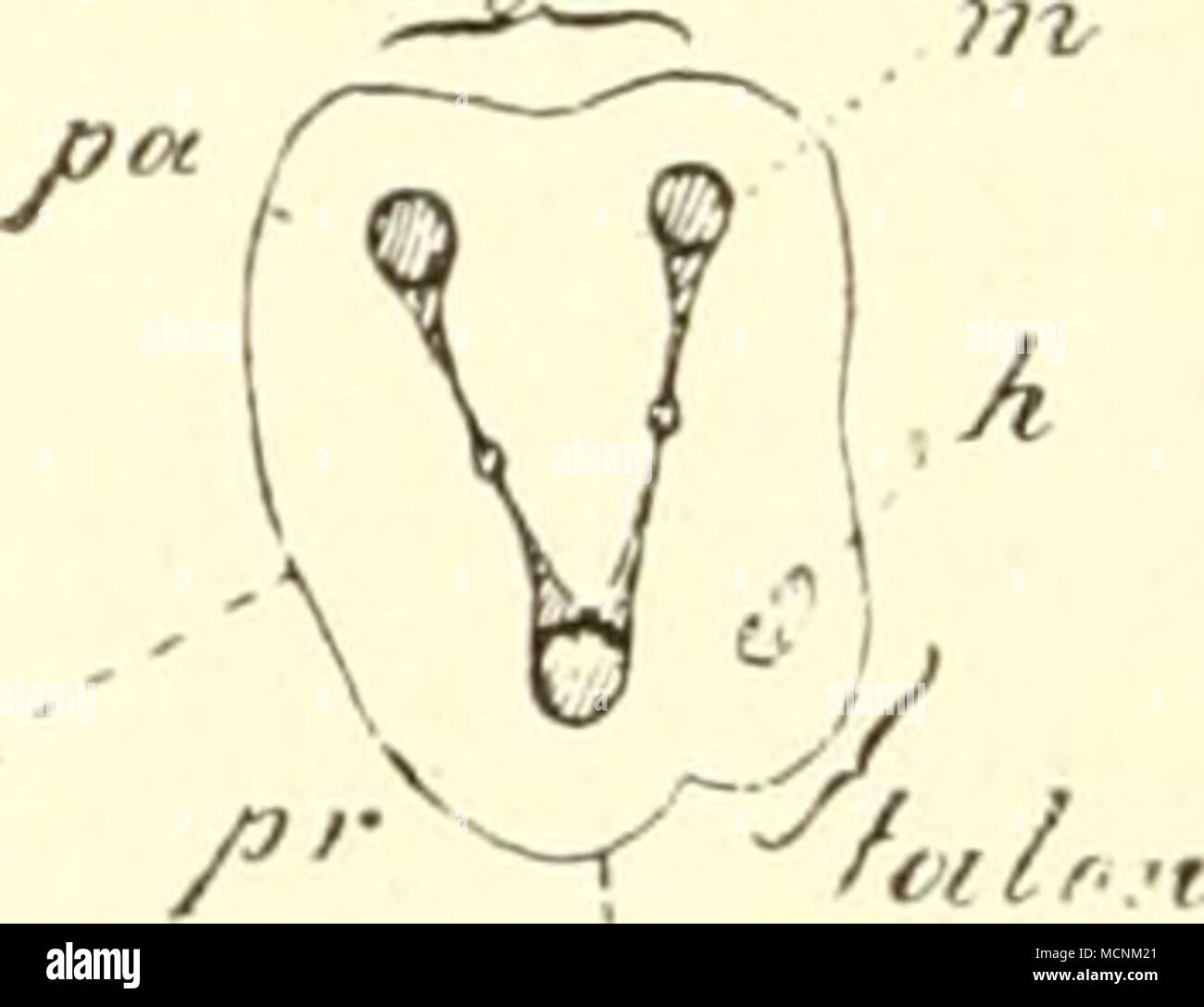 Trigonid hi-res stock photography and images - Alamy