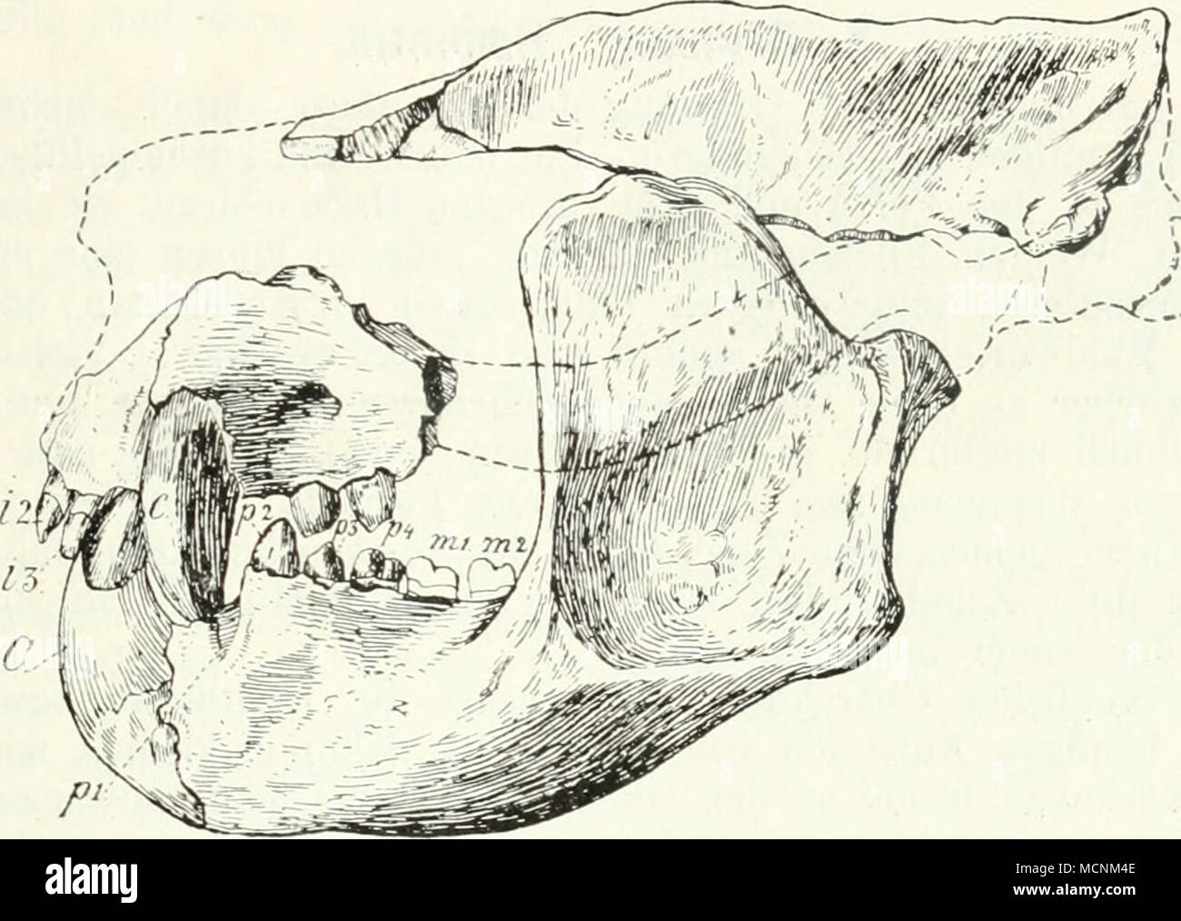 Blutsverwandtschaft hi-res stock photography and images - Alamy