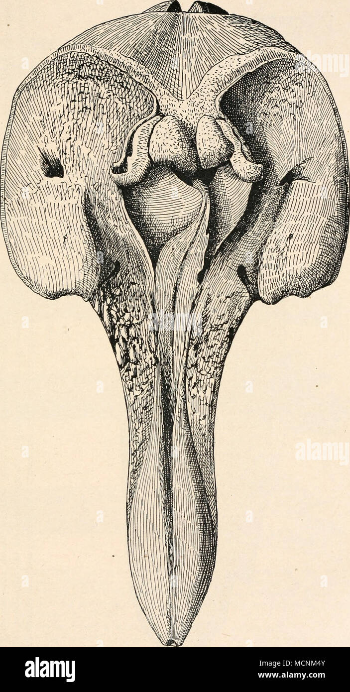 O wirbeltiere hi-res stock photography and images - Alamy