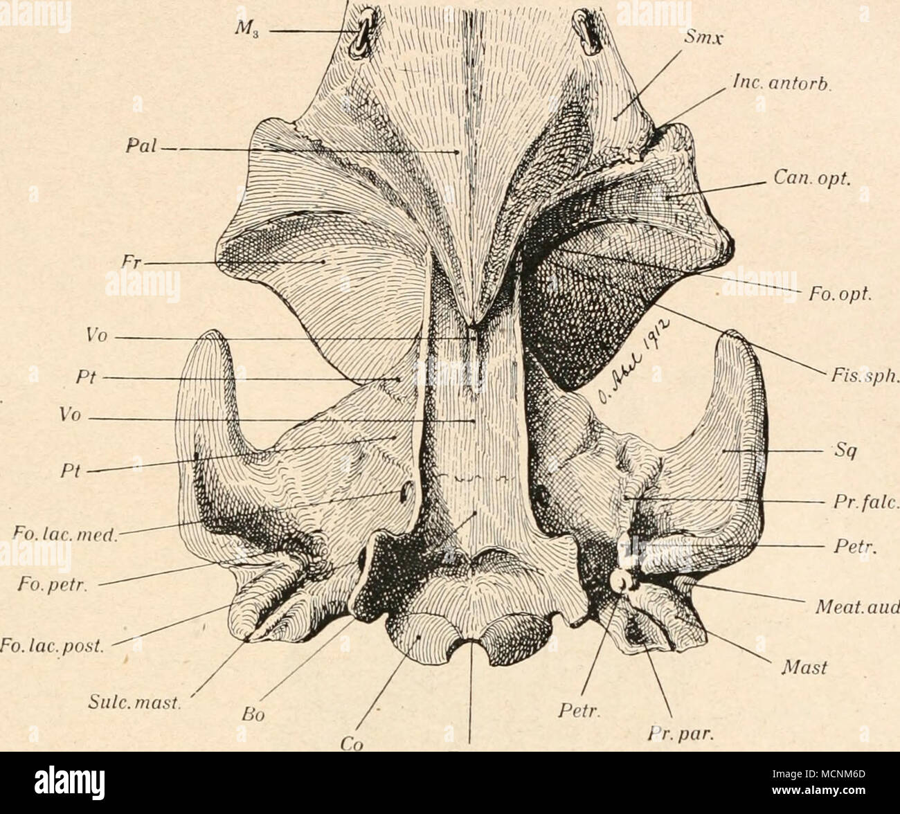 Foramen lacerum hi-res stock photography and images - Alamy