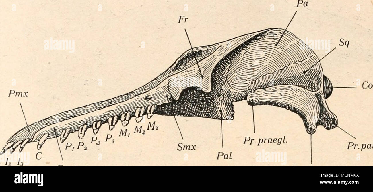 Pogi hi-res stock photography and images - Alamy