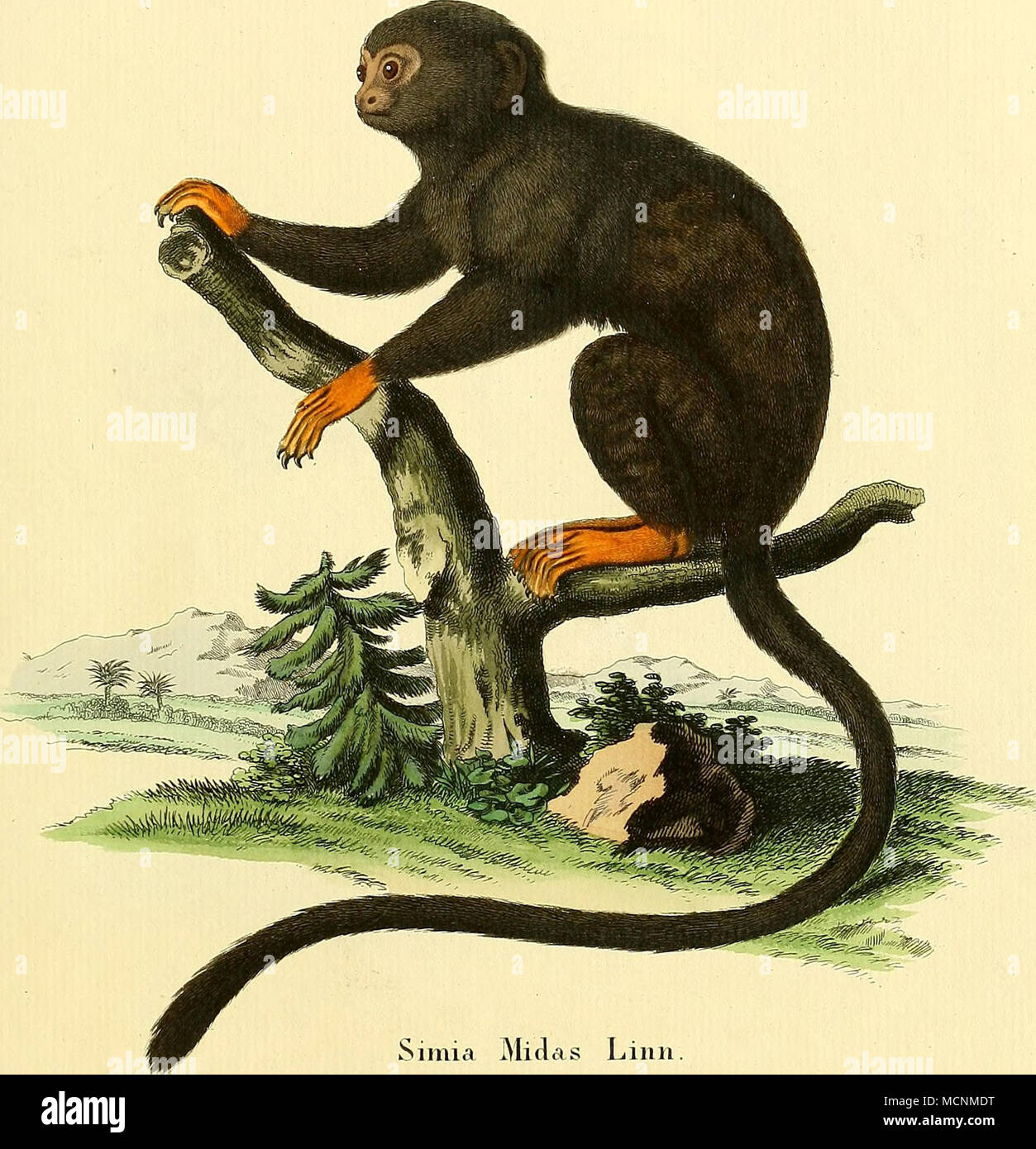 Simia midas hi-res stock photography and images - Alamy