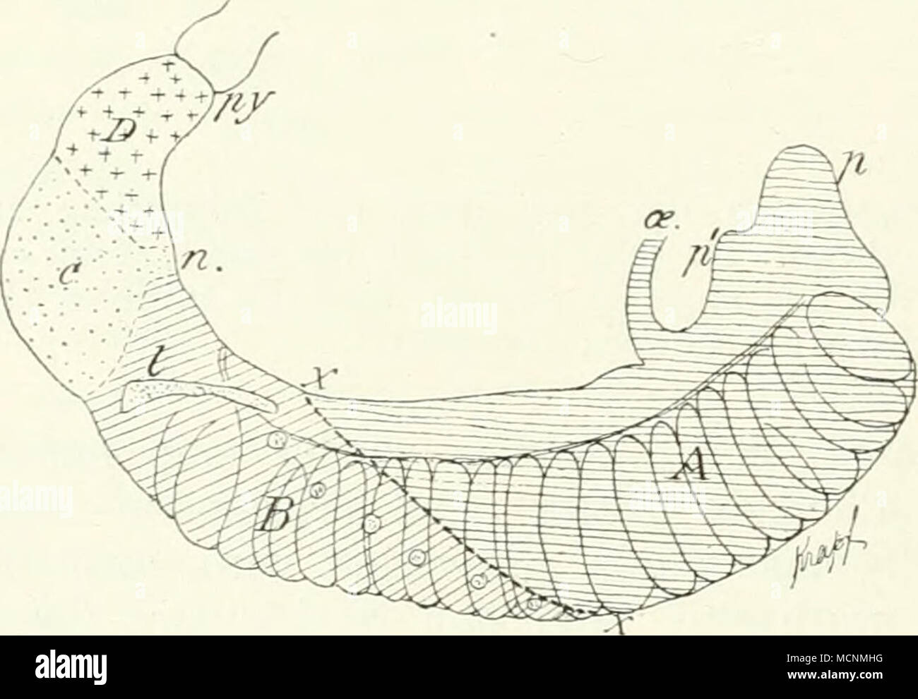 . Fig. 269. Magen von Dor- copsia luctuosa. A Schlundabteilung; B ...