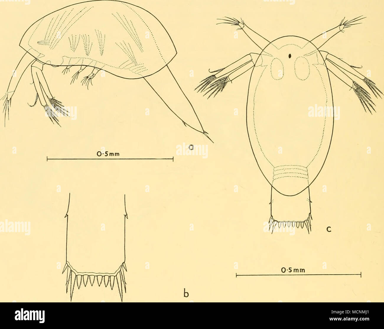 Narrow limbs hi-res stock photography and images - Alamy