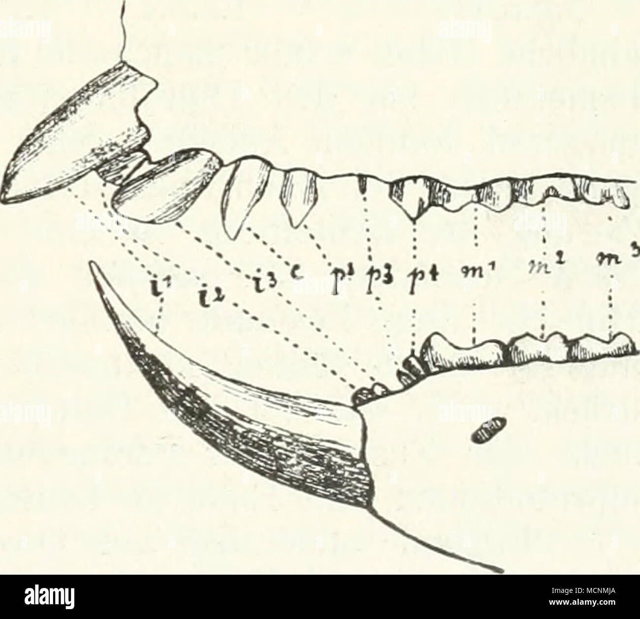 . Fig. 263. Diprotodonte Bezahnung von Dactylopsila trivirgata, nach O ...