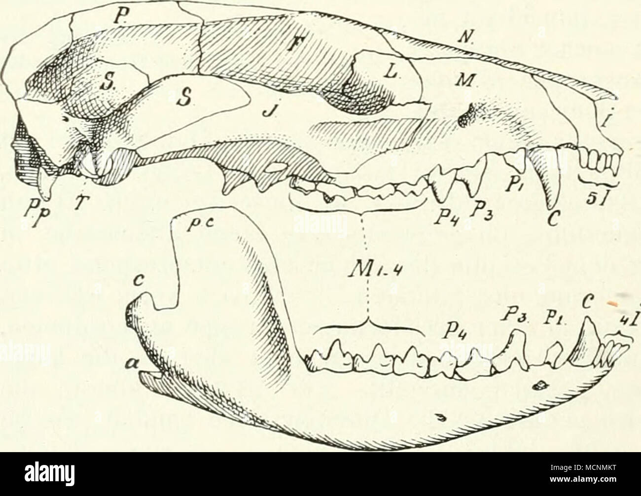 Kleinhirn hi-res stock photography and images - Alamy