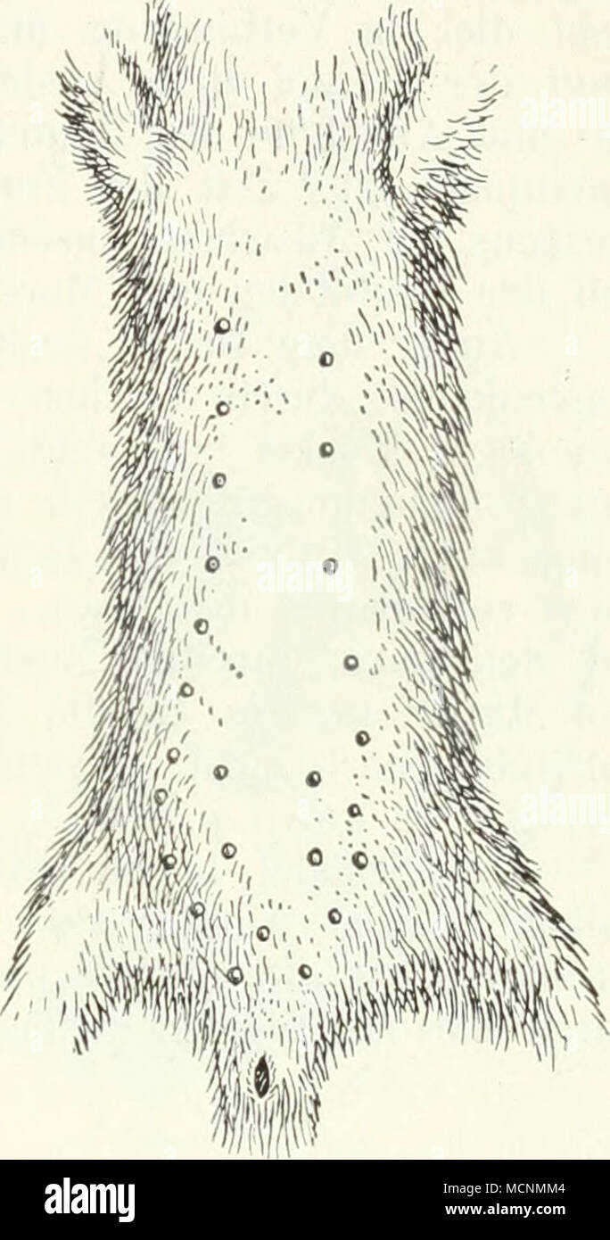 Didelphys hi-res stock photography and images - Alamy