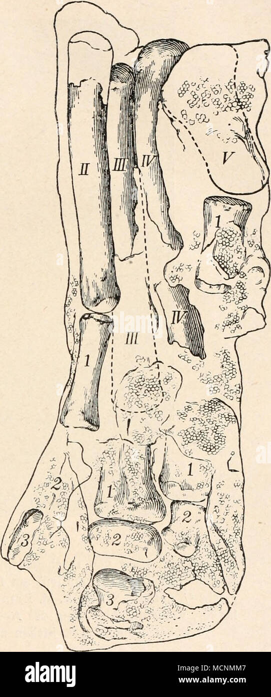 Trachodon annectens hi-res stock photography and images - Alamy