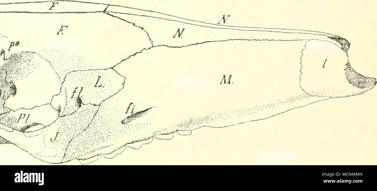 . Fiir. :n2 Stock Photo - Alamy