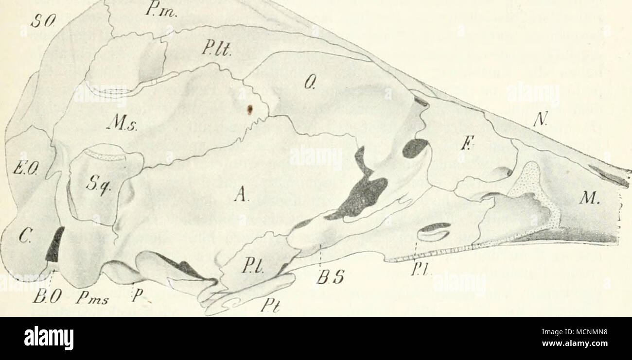 Processus Mastoideus High Resolution Stock Photography and Images - Alamy