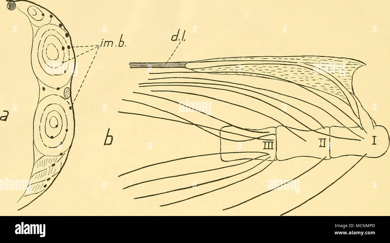 . Text-fig. 9. a, transverse section through the trunk muscles of ...