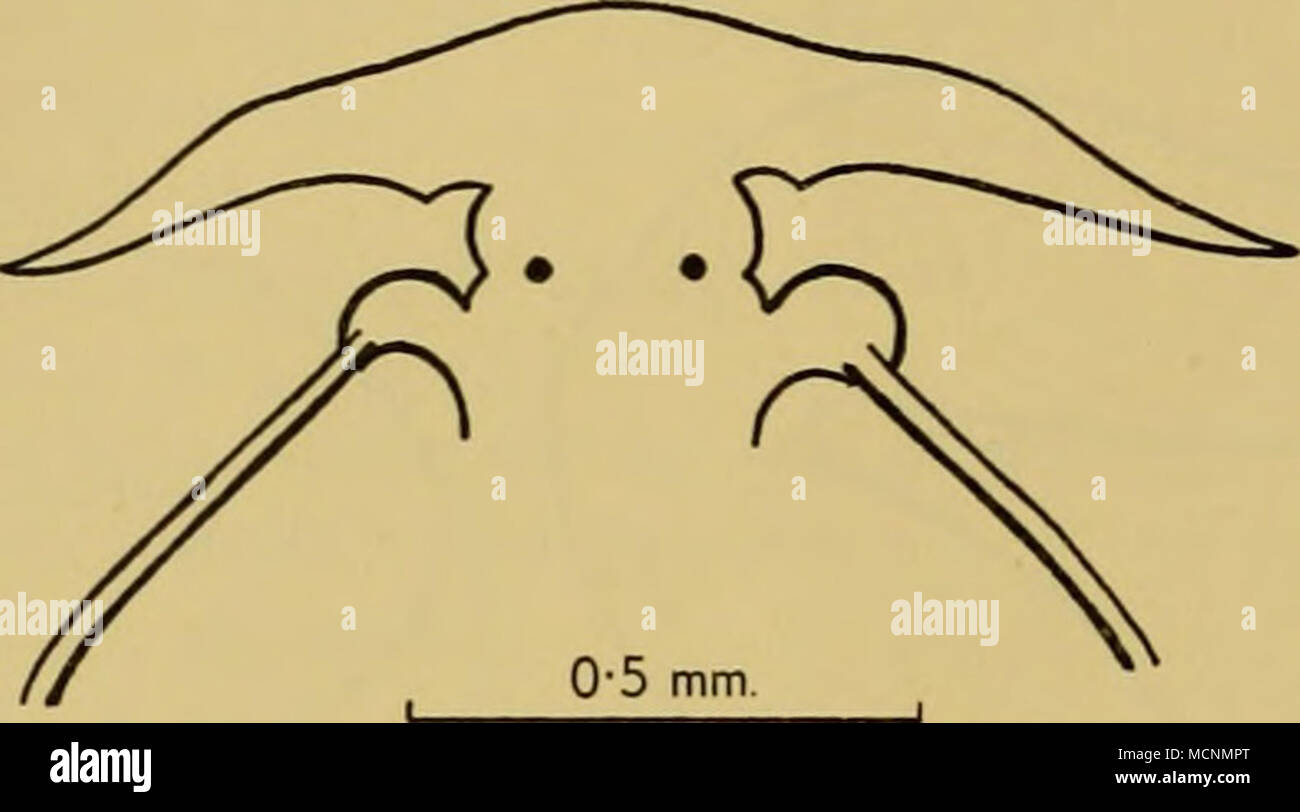 . Text-fig. 9. Tomopteris ligulata: prostomium and 2nd pair of ...