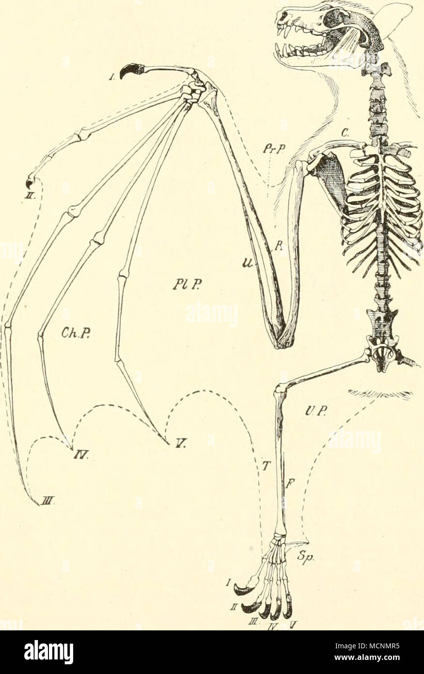 Propatagium hi-res stock photography and images - Alamy