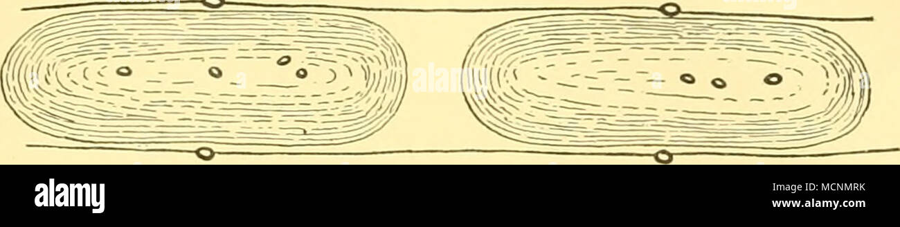 Alepisaurus hi-res stock photography and images - Alamy