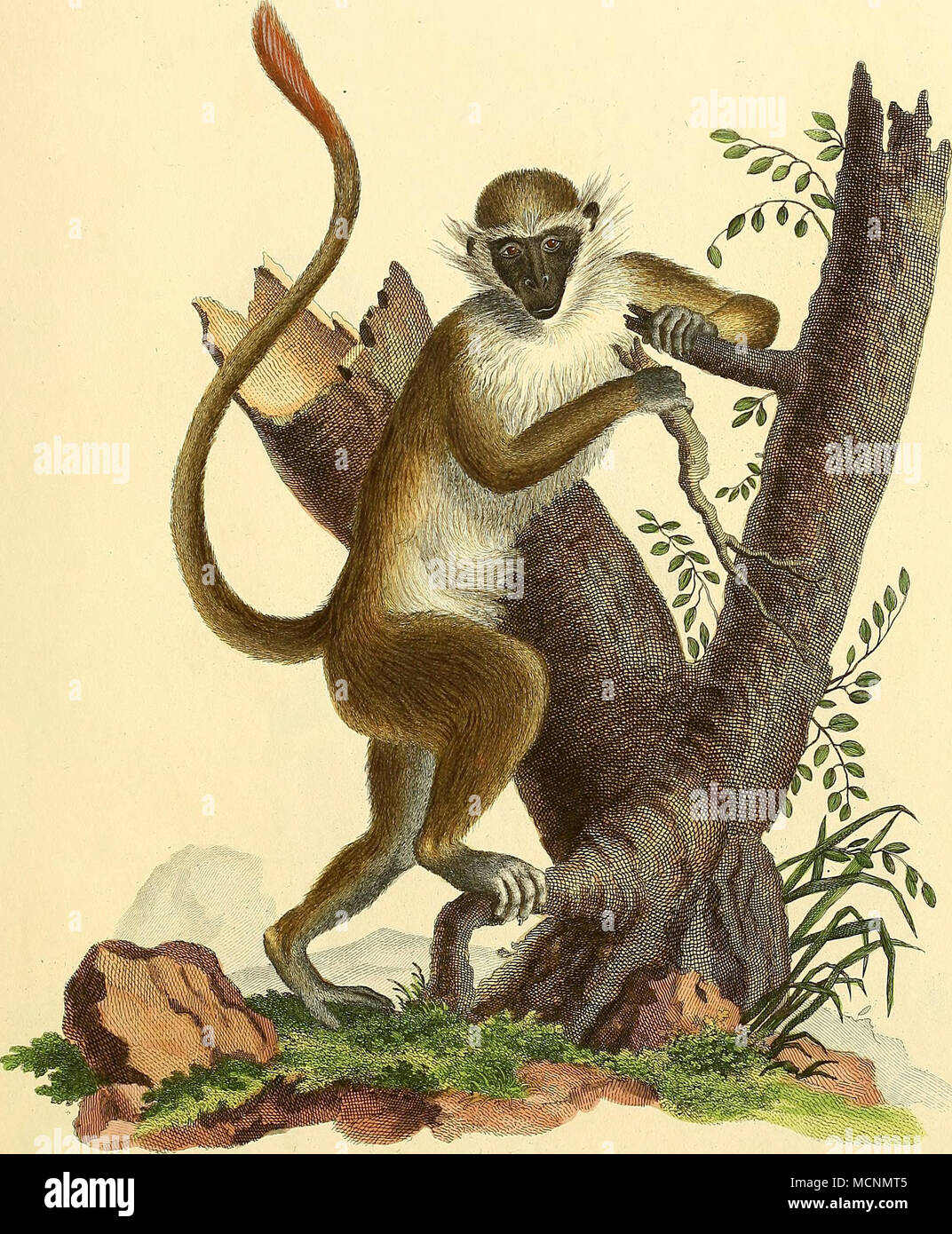 . oiinia onba'a Li JL,y.h.,/ },u,.. :%ck Stock Photo - Alamy